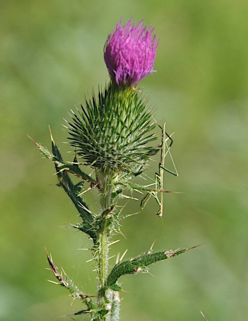 Bull Thistle from Hardings Paddock, Goolman QLD 4306, Australia on ...