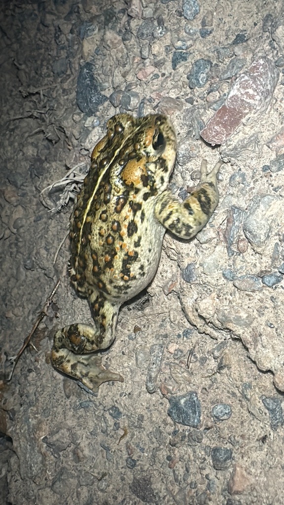 Western Toad from Nye, Nevada, United States on April 23, 2024 at 10:02 ...