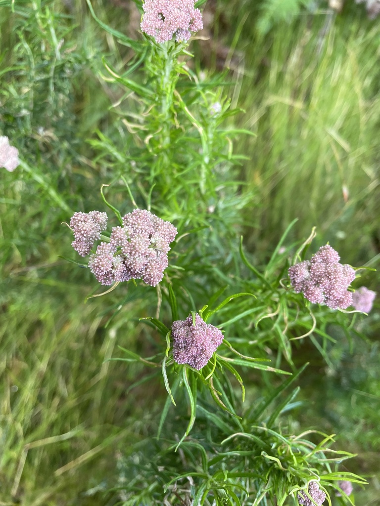 Common Cassinia from Wallaby Dr, Rosebud, VIC, AU on October 31, 2023 ...