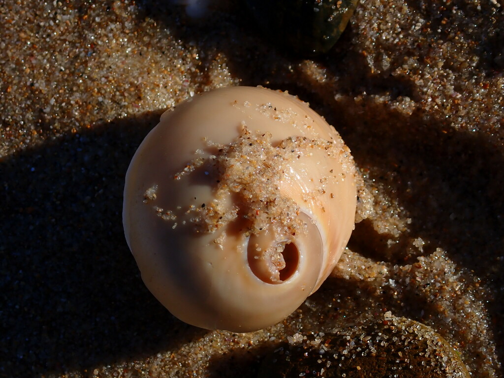 Bladder Moon Snail from Bundagen NSW 2454, Australia on June 26, 2024 ...