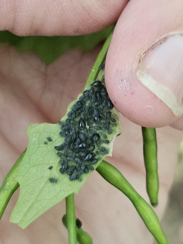 Garlic Mustard Aphid in June 2024 by carissab · iNaturalist