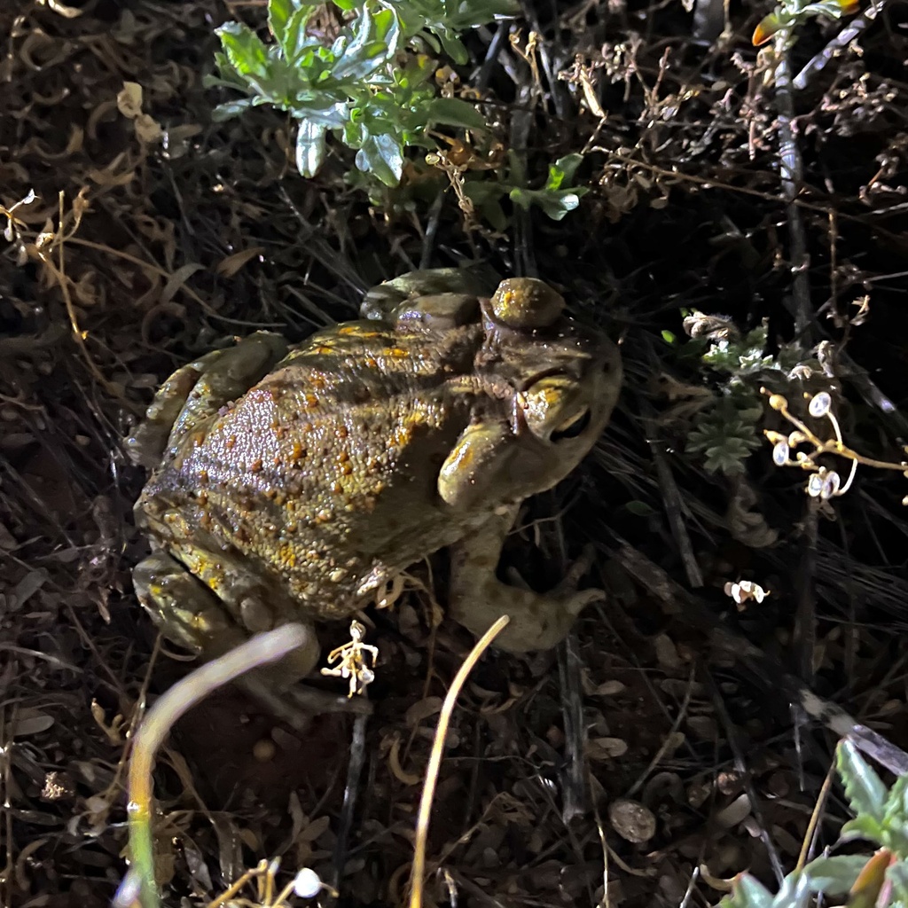 Sonoran Desert Toad from S Mesquite St, Arivaca, AZ, US on June 26 ...