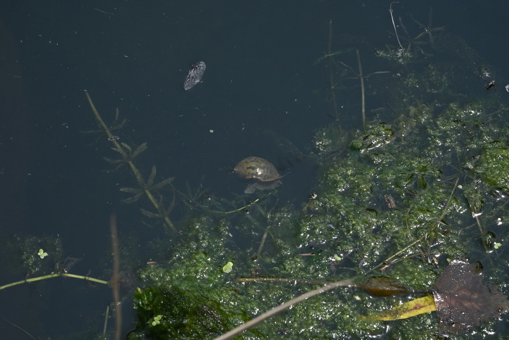 Big-eared Radix from 中国北京市门头沟区 on June 27, 2024 at 11:49 AM by 红梅 ...