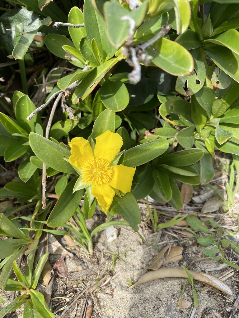 Climbing Guinea flower from Norah Head, NSW, AU on June 14, 2024 at 11:10 AM by ladyautumn ...