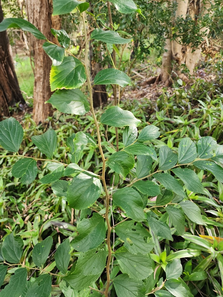 Chinese Hackberry in June 2024 by PeterCopping · iNaturalist