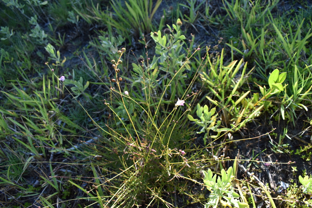 Agalinis maritima grandiflora from Bonita Springs, FL, USA on June 26 ...