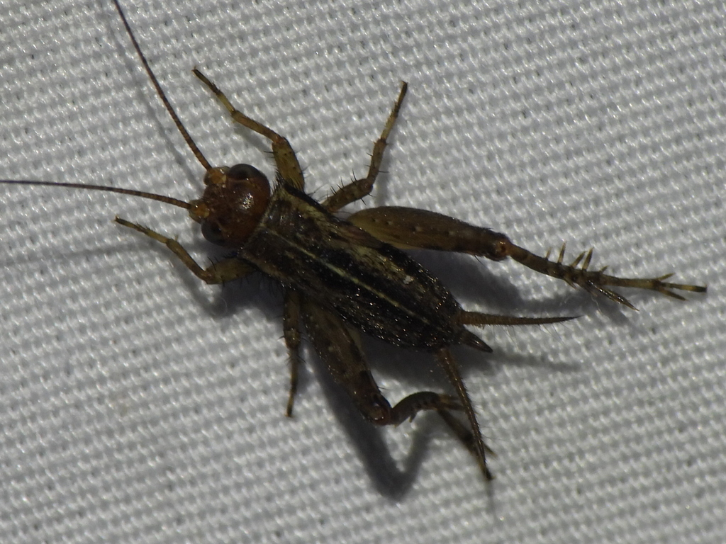 Robust Ground Crickets from Park Forest, IL, USA on June 26, 2024 at 10 ...