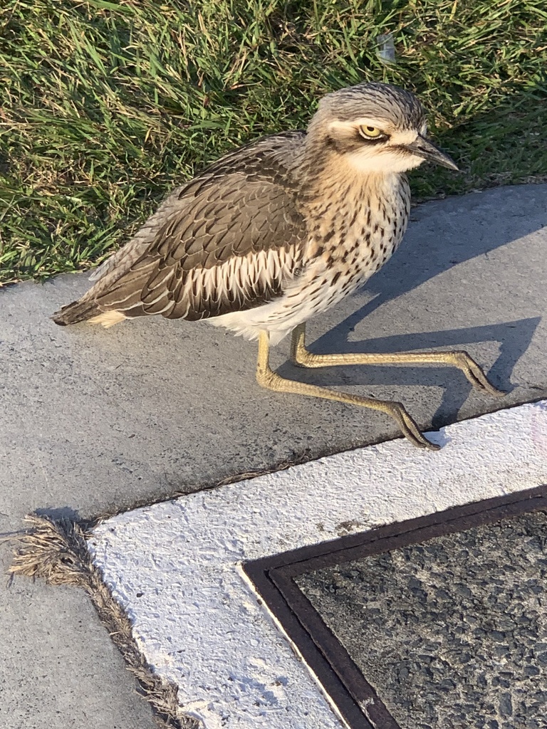 Bush Stone-curlew from Broadwater Tourist Park, Southport, QLD, AU on ...