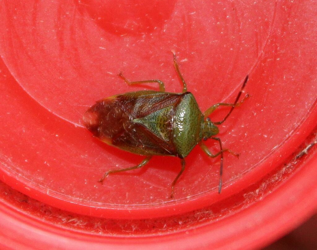 Birch Shield Bug from Netherton, Dudley, UK on June 27, 2024 at 06:43 ...