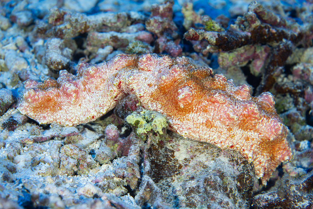 Candycane Sea Cucumber from Cook Islands on June 26, 2024 at 02:00 PM ...