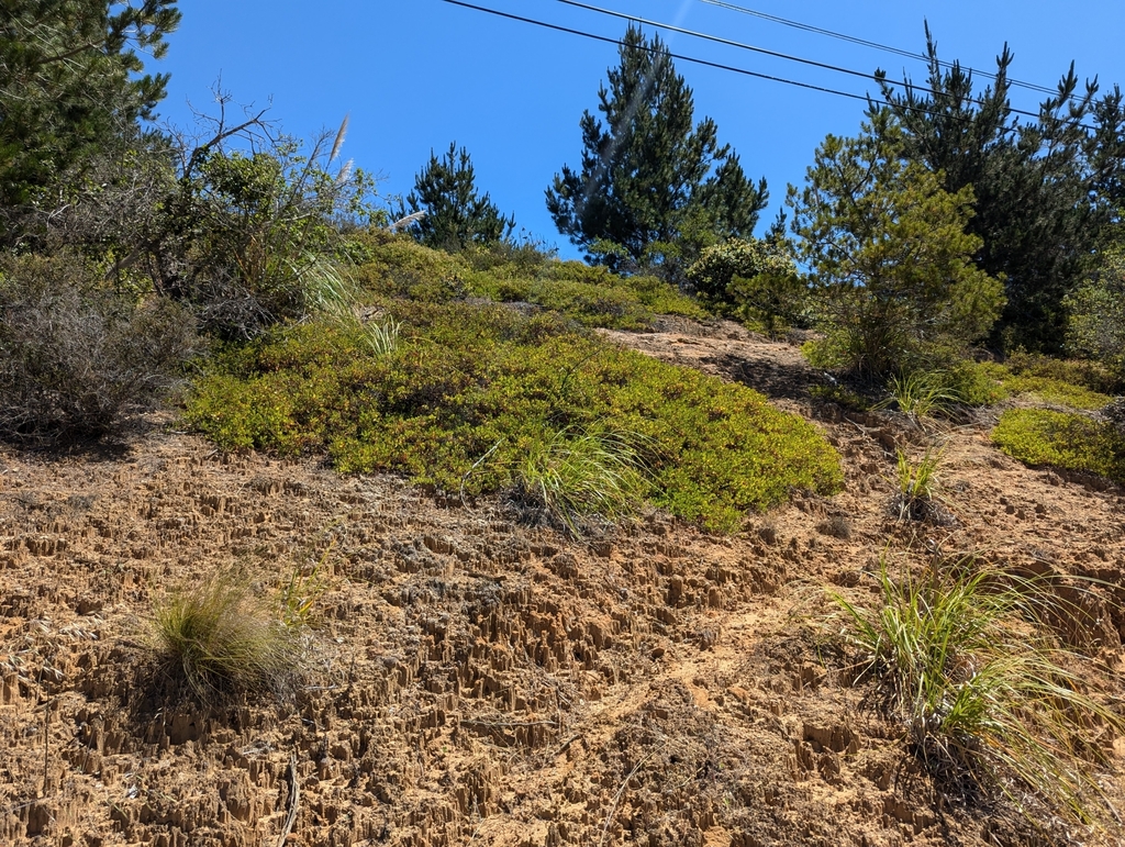 Hooker's manzanita in June 2024 by Alexander Wentworth. Trabing rd ...