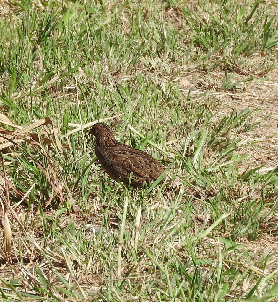 Brown Quail from Townsville Town Common Conservation Park, Townsville ...
