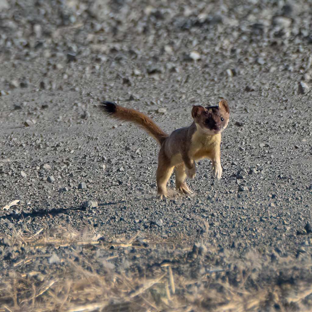 Long-tailed Weasel from Modoc County, CA, USA on June 15, 2024 at 12:01 ...