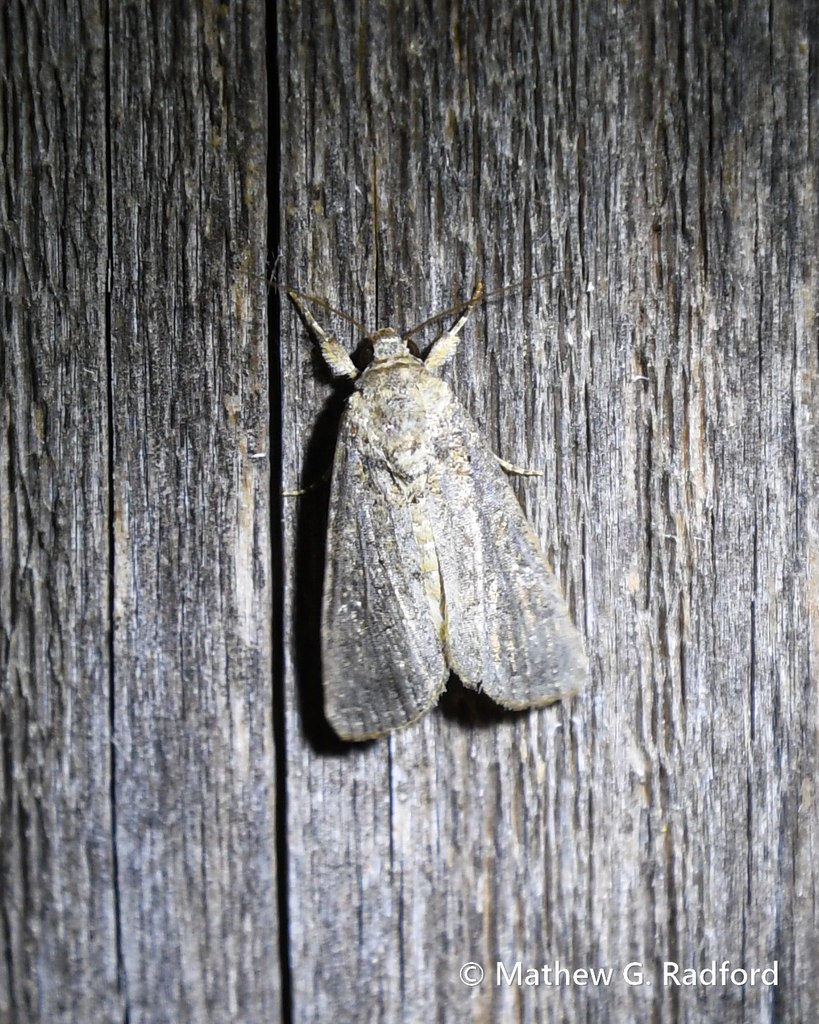 Cobbler Moth from Tulsa, OK, USA on June 27, 2024 at 02:17 AM by ...