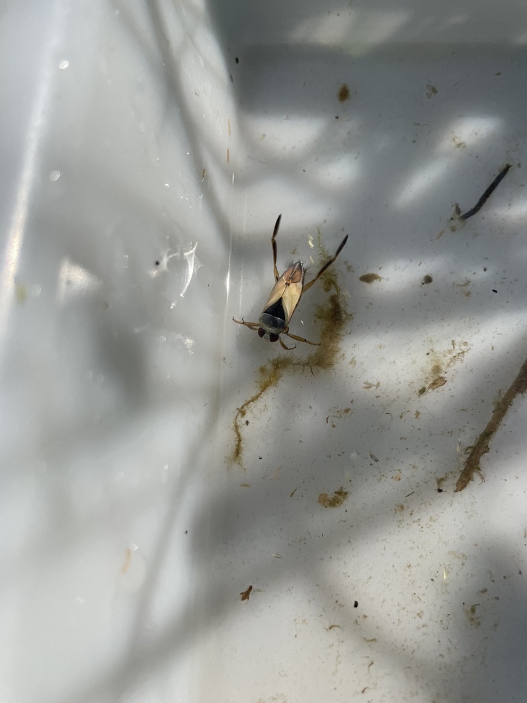 Eurasian Greater Water Boatman from Sjælland, Ringsted, DK-85, DK on ...