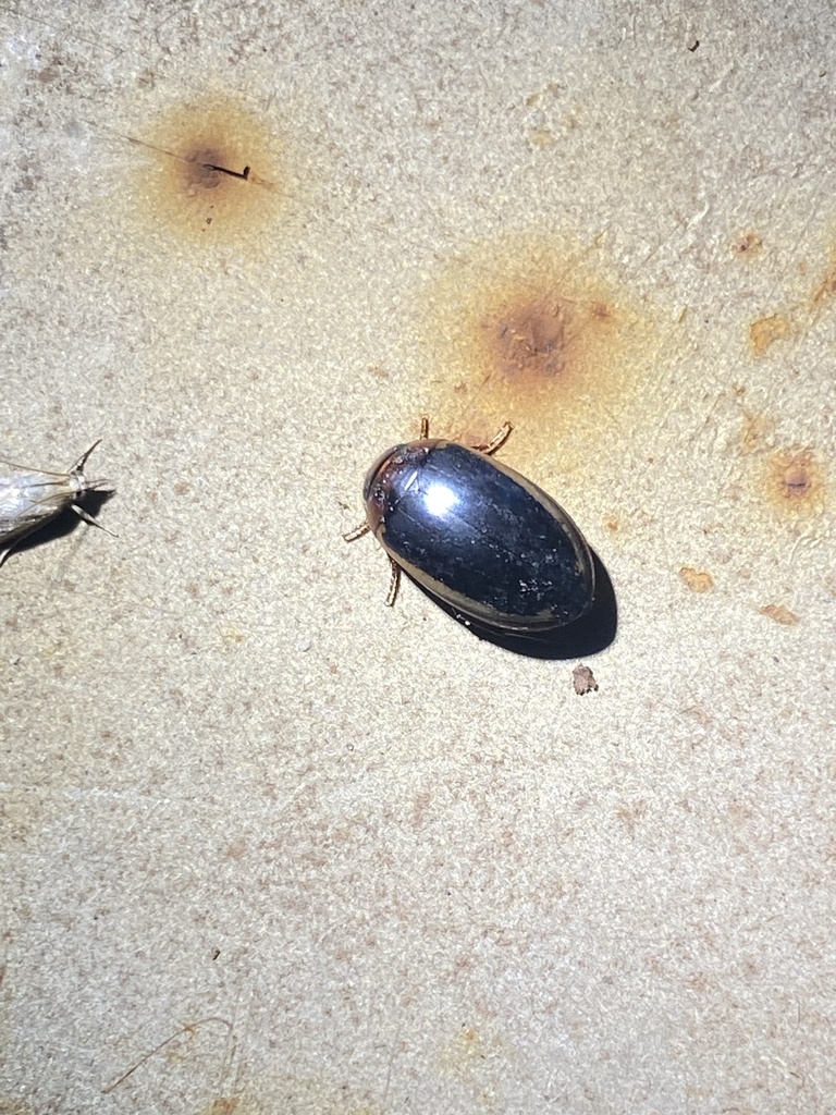 Hydaticus bimarginatus in June 2024 by Rusty Cooper · iNaturalist