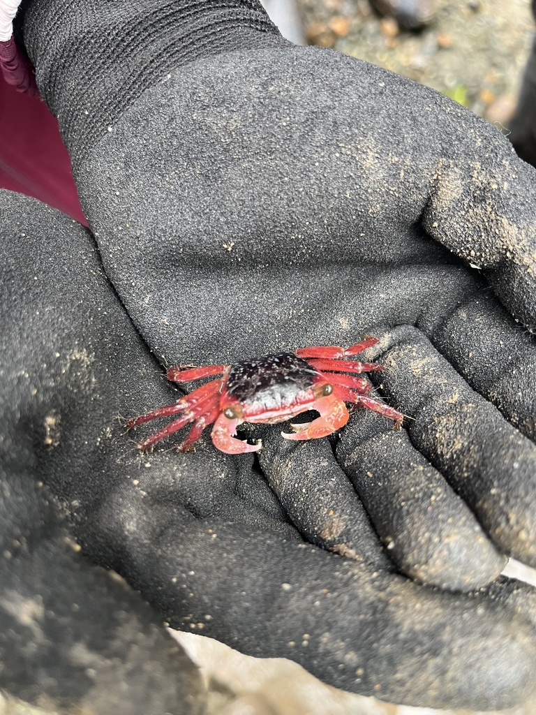 Metopograpsus latifrons from Bassett Basin Fish Habitat Area, Mackay ...