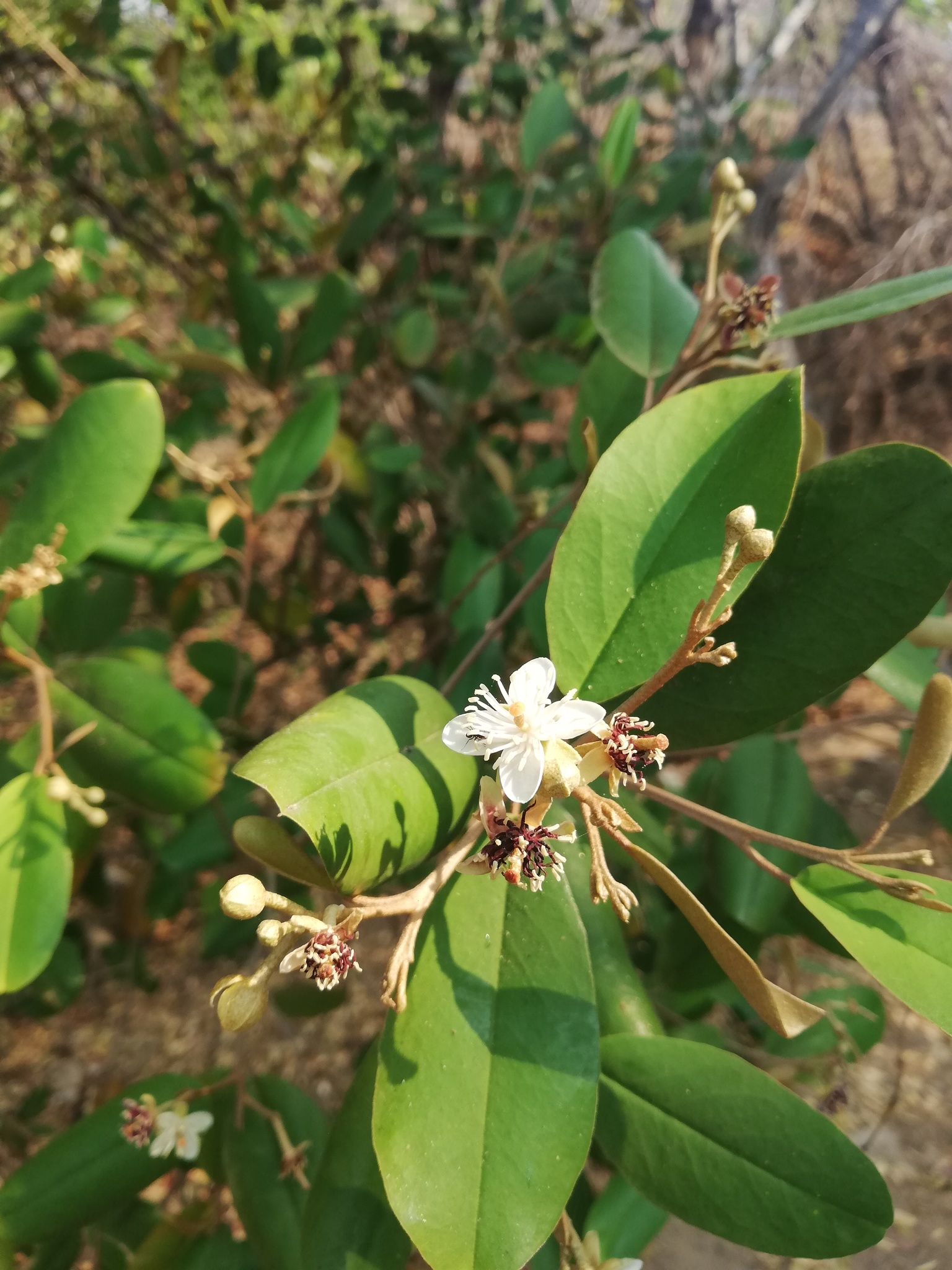 Quadrella odoratissima (Jacq.) Hutch.