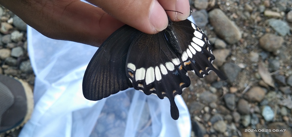 Hipponous swallowtail from Narra, Palawan, Philippines on June 25, 2024 ...