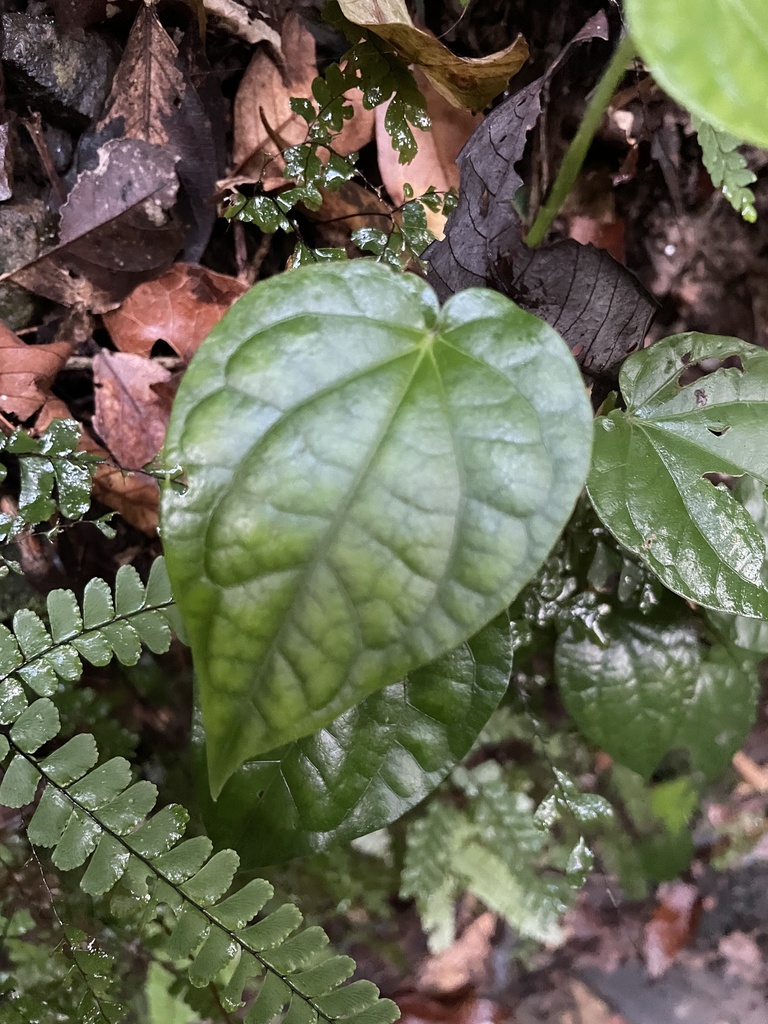 Australian Pepper Vine from Mount Whitfield Conservation Park ...