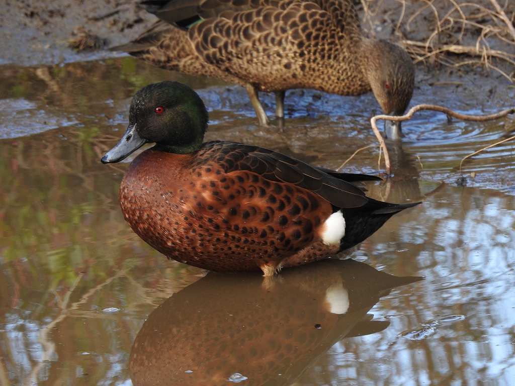Chestnut Teal from Yalukit Willam Nature Reserve, New Street, Brighton ...