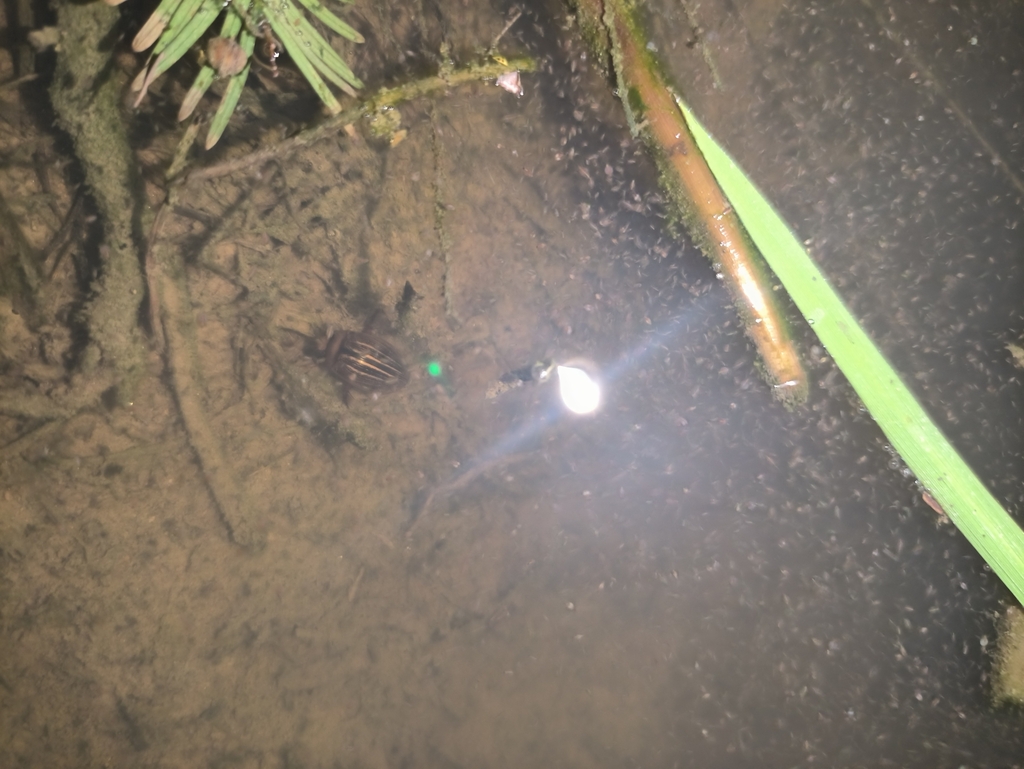 Hydaticus grammicus from 江苏省泰州市兴化市杨廒村 on June 25, 2024 at 08:16 PM by ...
