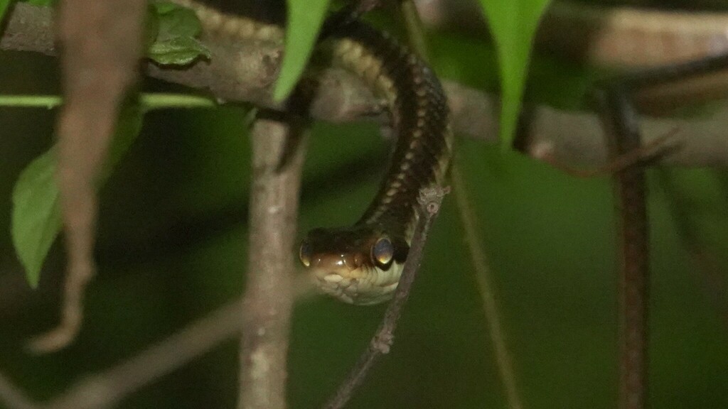 Common Bronzeback Tree Snake from Yeoor, Thane, Mumbai, Maharashtra ...