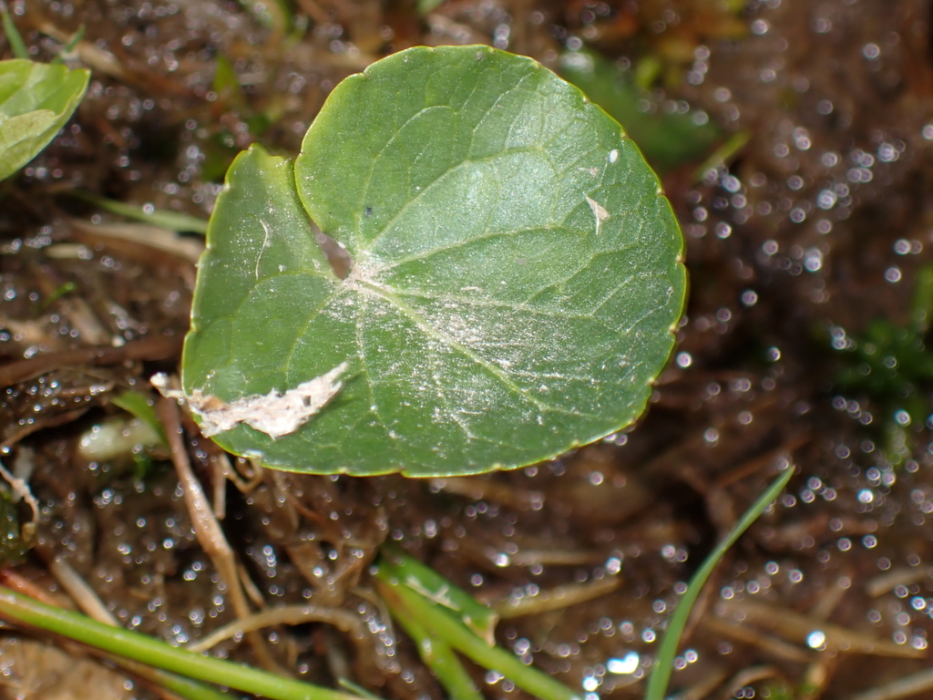 alpine marsh violet from Devon, UK on June 27, 2024 at 09:00 AM by Zeke ...
