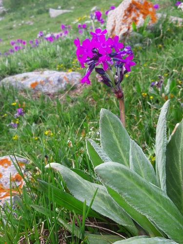 Subespecies Primula nivalis turkestanica · iNaturalist Mexico