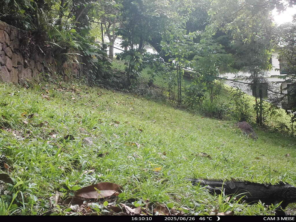 Green Iguana from Woodlands, Montserrat on June 26, 2024 at 04:10 PM by ...