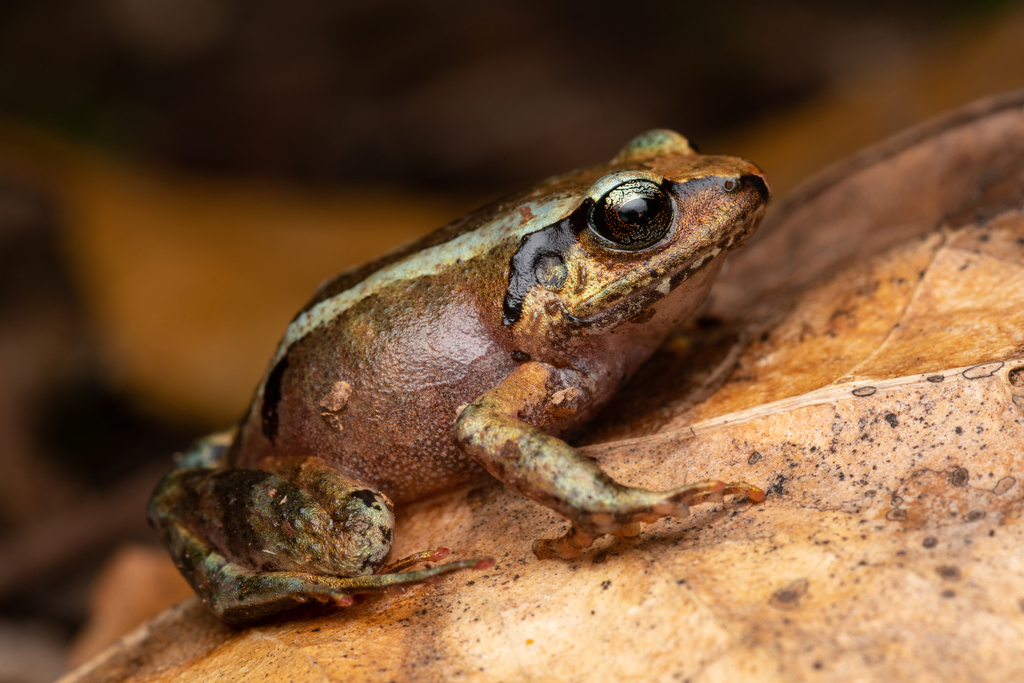 Screeching Frogs from Lugela, MZ-ZA, MZ on June 6, 2024 at 08:56 AM by ...