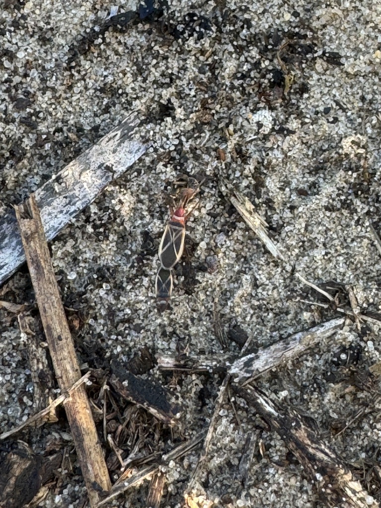 Dysdercus mimulus from Lake Easy Rd, Babson Park, FL, US on June 27 ...