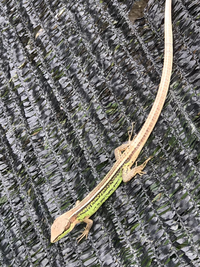 China Grass Lizard from 东钱湖风景名胜区, 宁波市, 浙江省, CN on June 27, 2024 at 08: ...