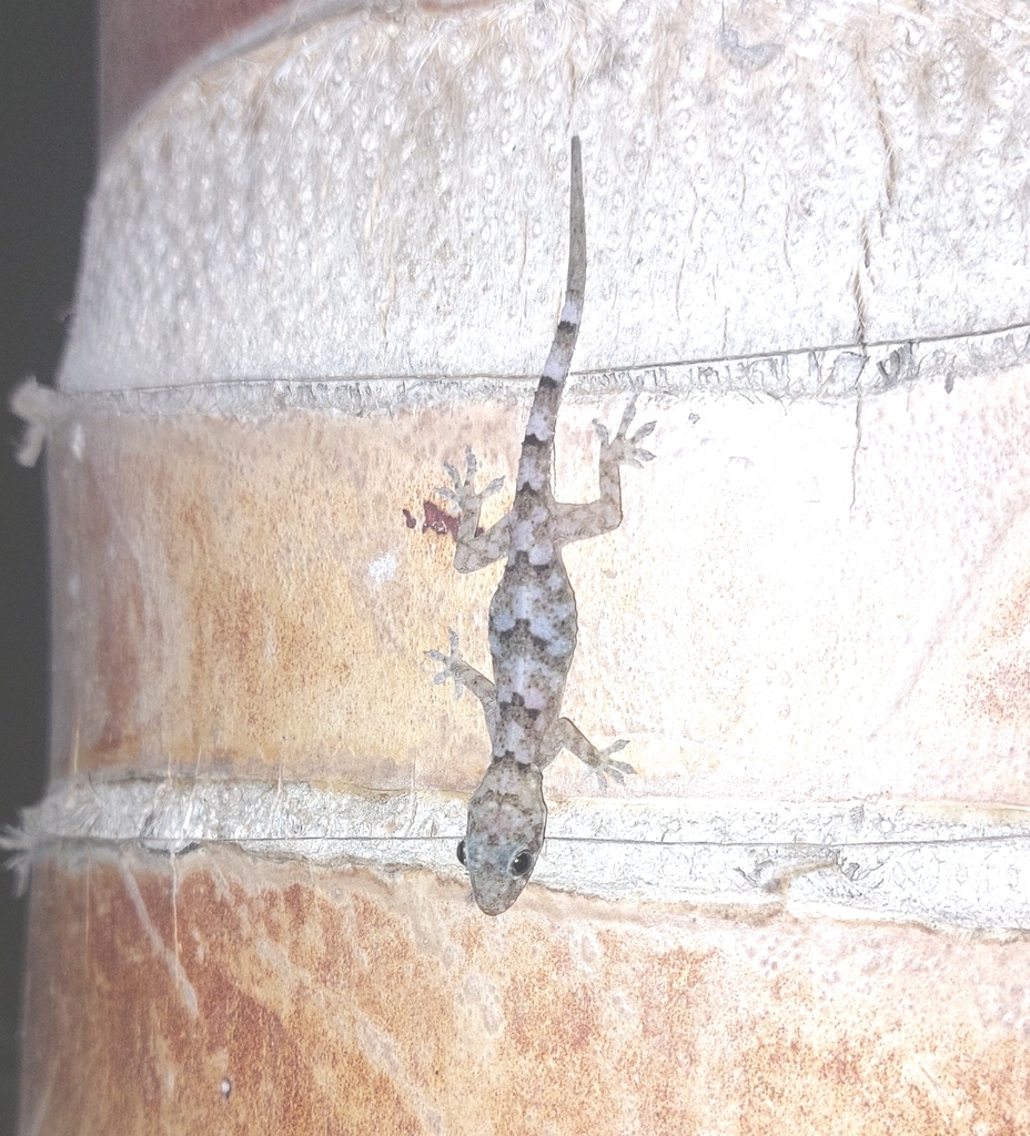 Boa Vista Leaf-toed Gecko in June 2024 by ocece080202 · iNaturalist