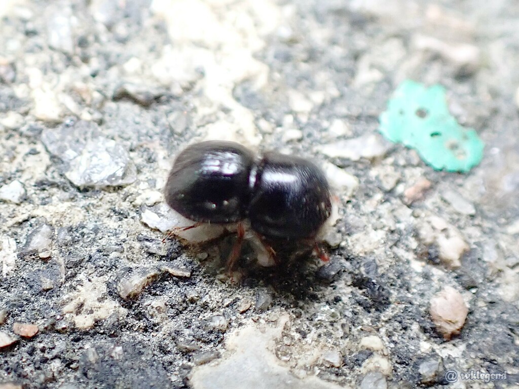 Cnestus from Fanling, Hong Kong on June 17, 2024 at 02:50 PM by ...