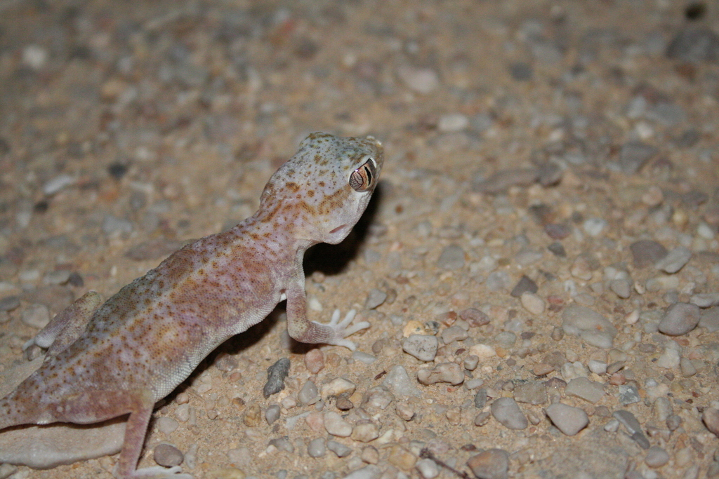 Eastern Sand Gecko from Dhofar, Oman on April 8, 2007 at 06:15 PM by ...