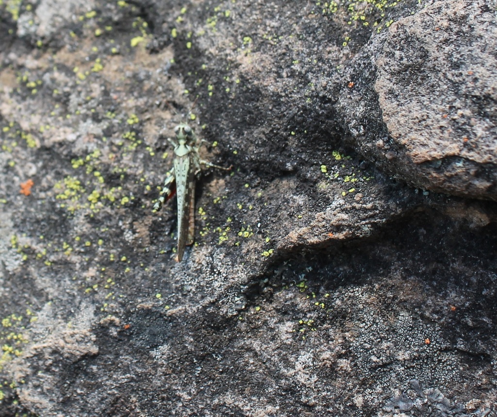 Australian Plague Locust from Wartook VIC 3401, Australia on January 27 ...