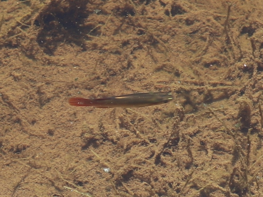 Golden Topminnow from Gulf Shores, AL 36542, USA on June 8, 2024 at 02: ...