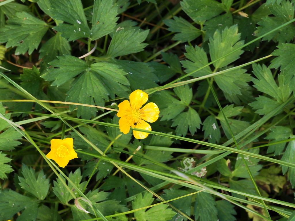 Creeping buttercup from Pocklington, York YO42, UK on June 27, 2024 at ...