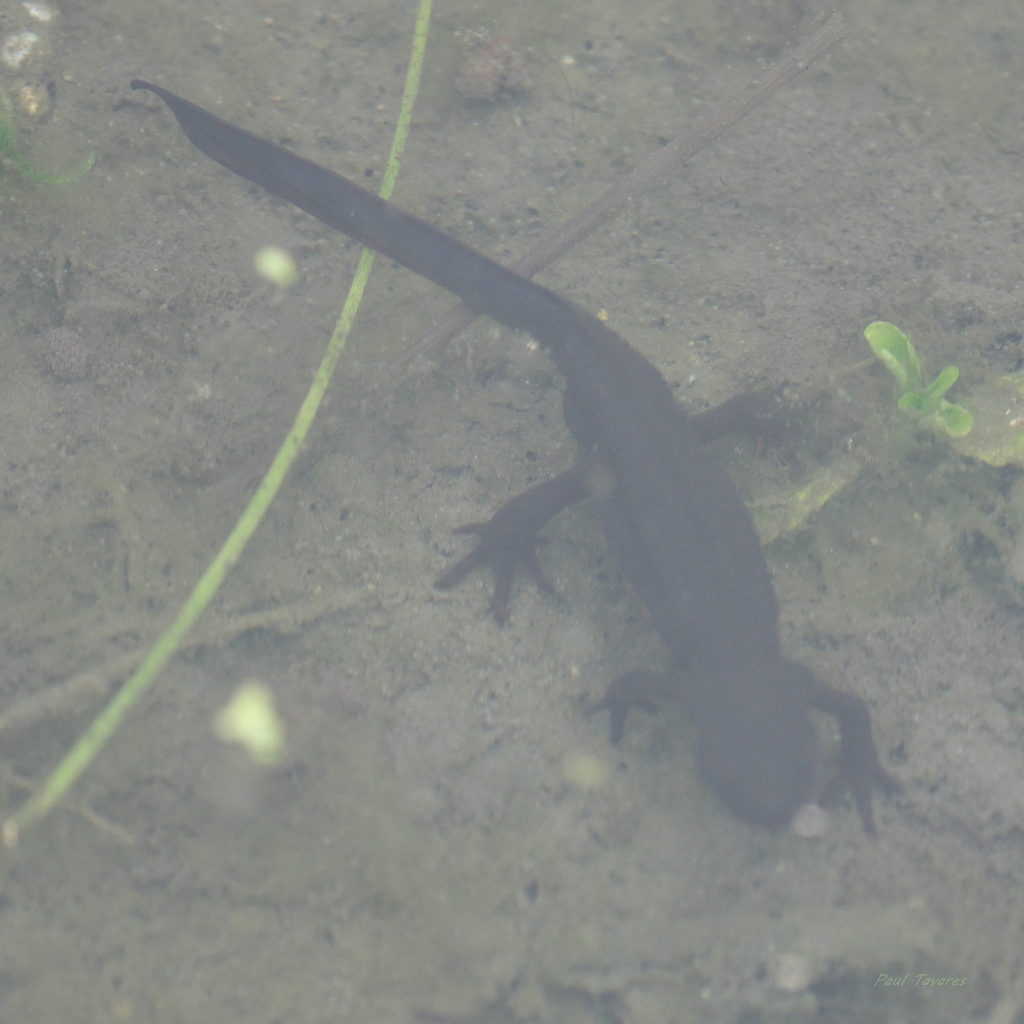 Japanese Fire-bellied Newt from Shirakawa-go Village, Shirakawa, Ono ...