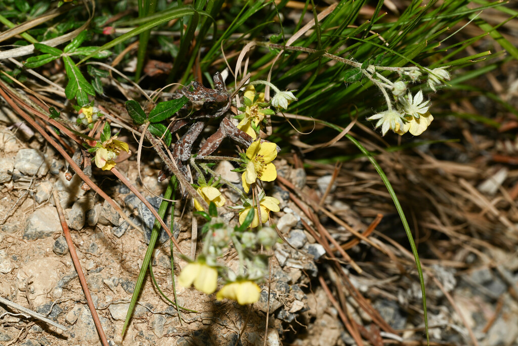 Potentilla sischanensis from 中国北京市昌平区禾子涧村 邮政编码: 102204 on April 28 ...
