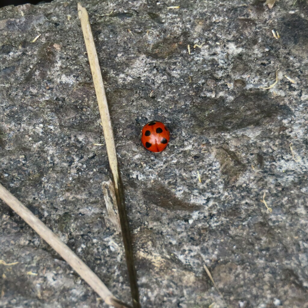 Seven-spotted Lady Beetle in June 2024 by Shin.YD -iKBM · iNaturalist