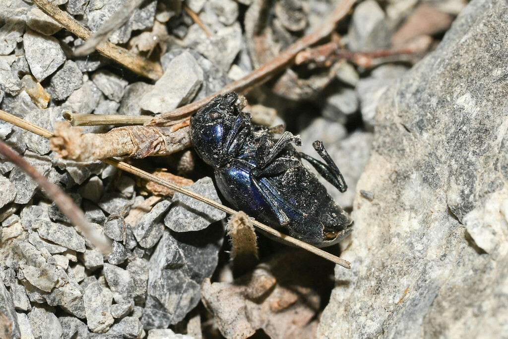 Chrysochus chinensis from 中国北京市昌平区禾子涧村 邮政编码: 102204 on April 28, 2024 ...