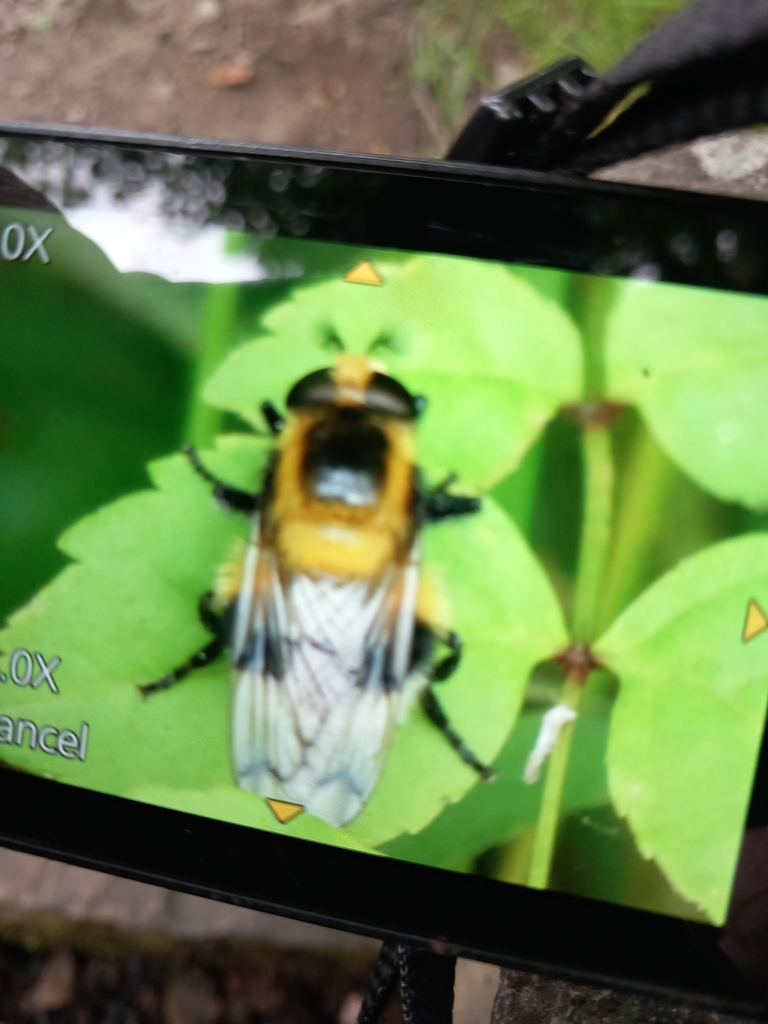 Bumble Bee Hover Fly from Middleton, Manchester M24 6XF, UK on June 27 ...