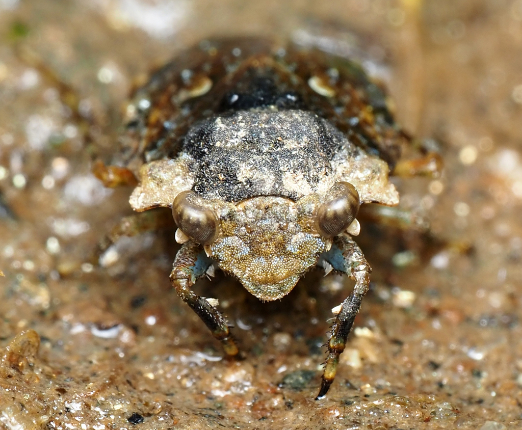 Big-eyed Toad Bug from San Diego County, CA, USA on June 25, 2024 at 10 ...
