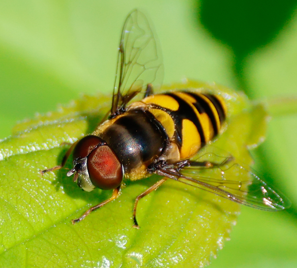 Transverse-banded Flower Fly from College of DuPage, Glen Ellyn, IL ...