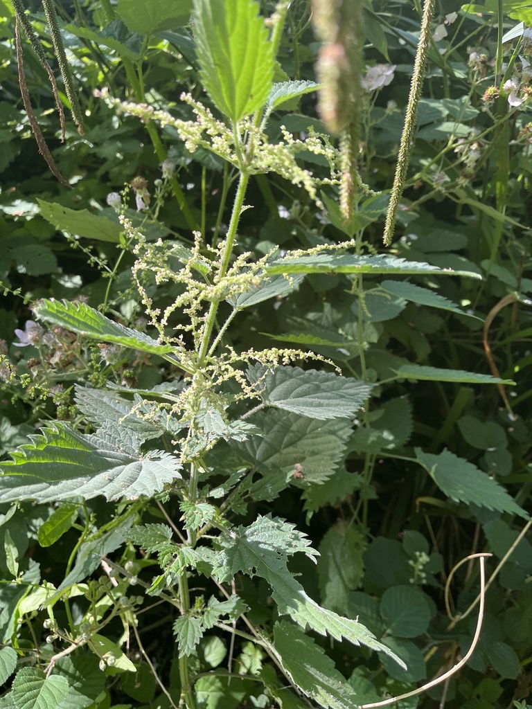 great stinging nettle from Lewis Close, Oxford, England, GB on June 27 ...