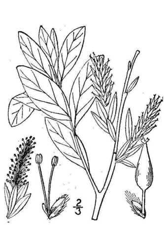 bog willow (Biodiversity Guide to William Bog, Thunder Bay) · iNaturalist