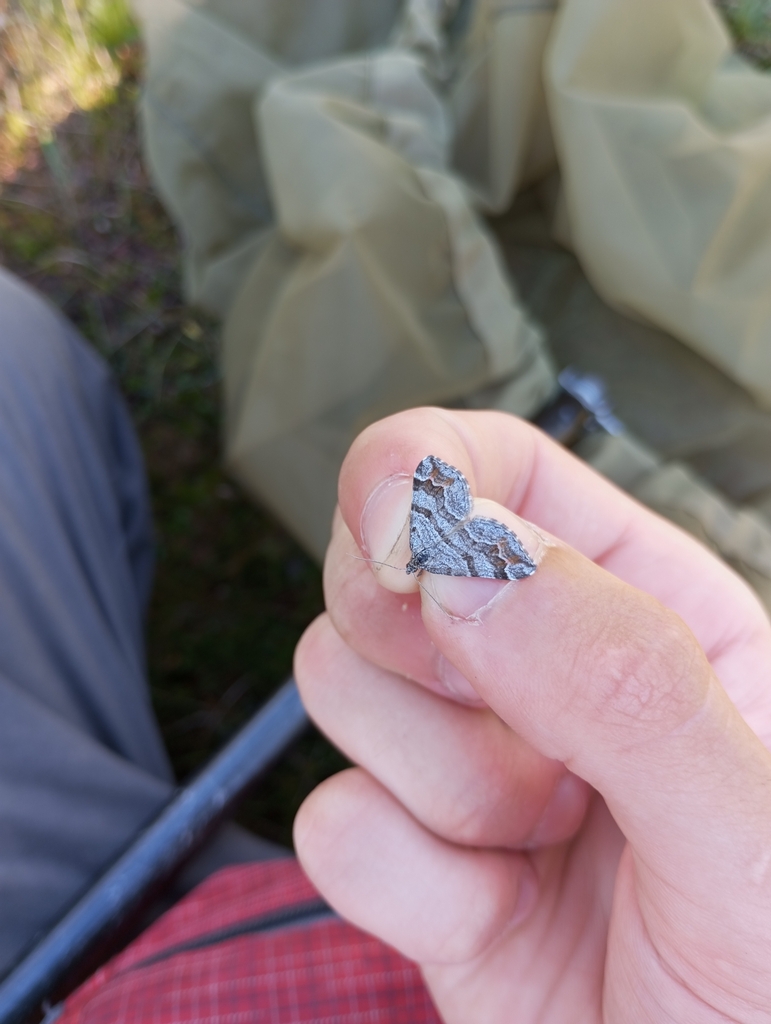 Manchester Treble-bar Moth from Ленинградская обл., Россия, 188664 on ...