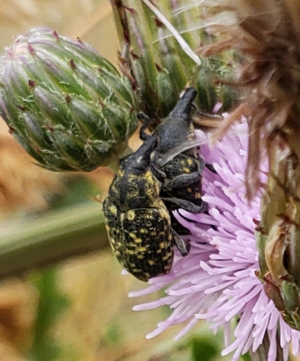 Turbine Cylindrical Weevil from 60389 Frankfurt-Ost, Deutschland on ...